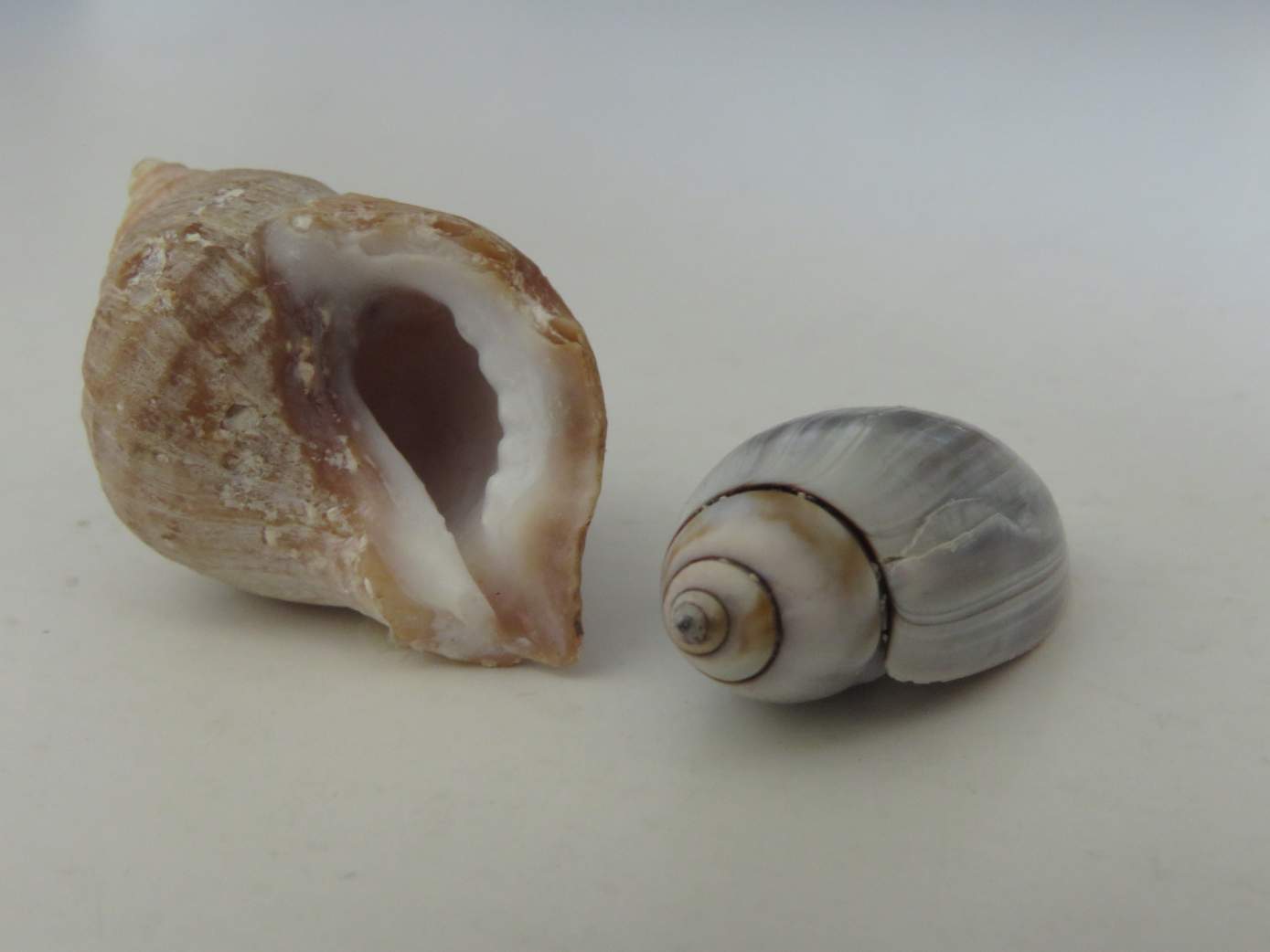 Solve Shells jigsaw puzzle online with 35 pieces