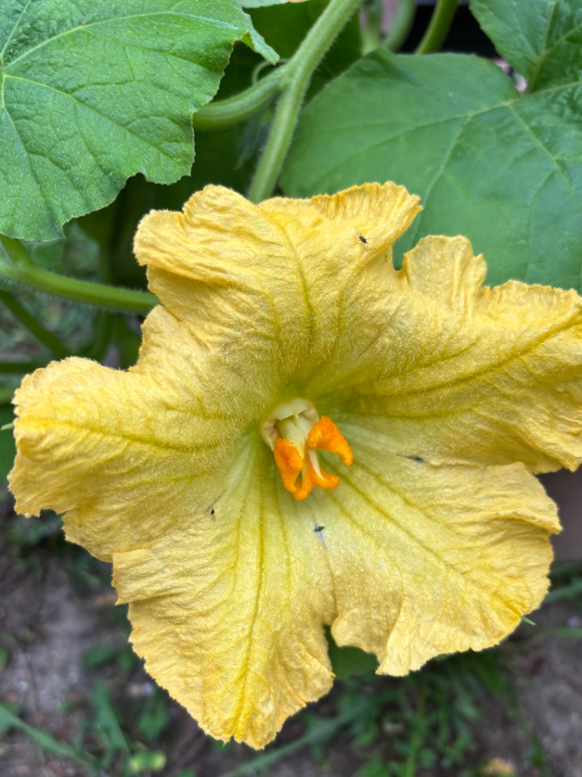 Solve Late Squash bloom. Weird weather, running out of summer. jigsaw ...