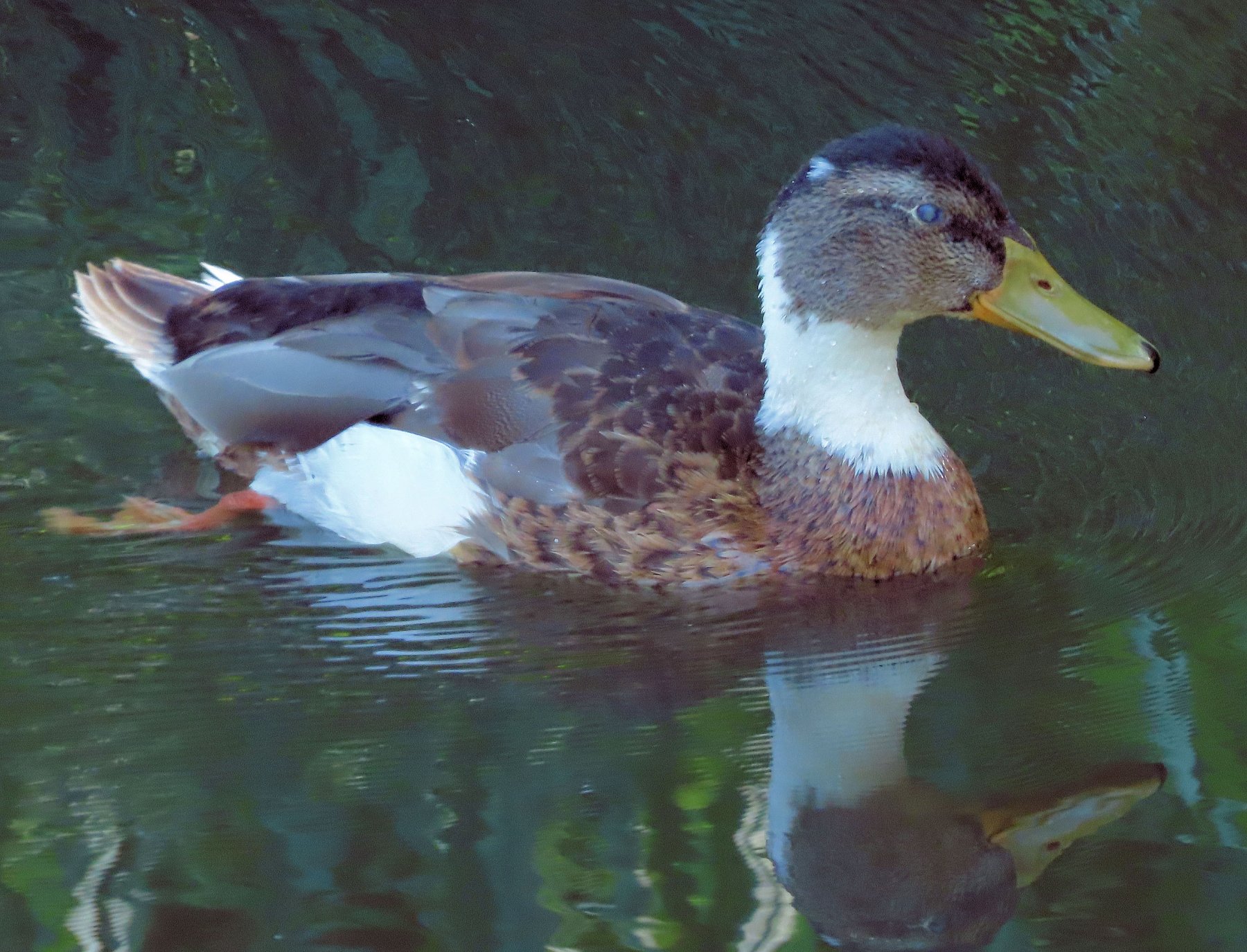 Solve pied duck?? jigsaw puzzle online with 63 pieces