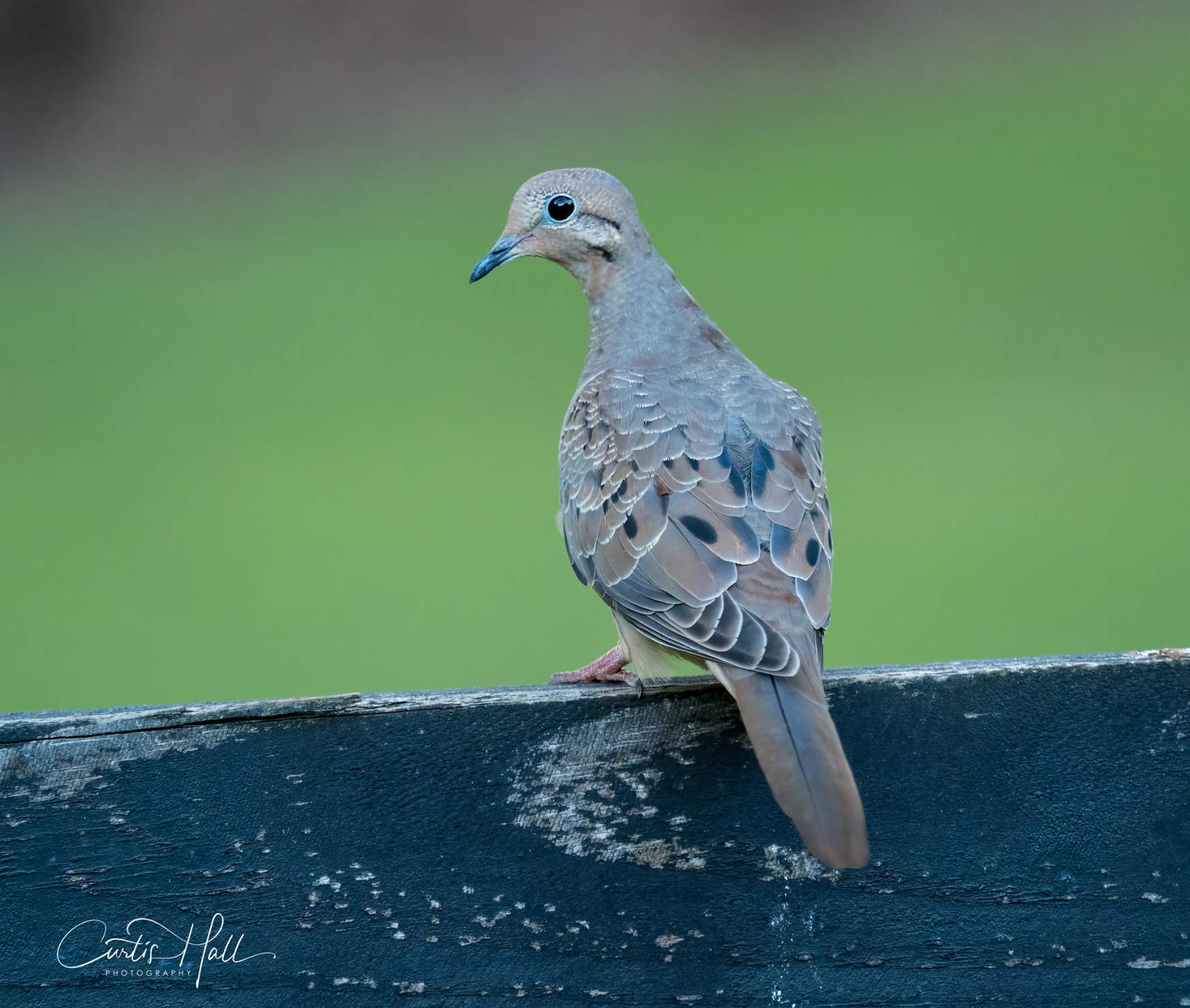 Jigsaw Puzzle | Here's Looking at You | 598 pieces | Jigidi