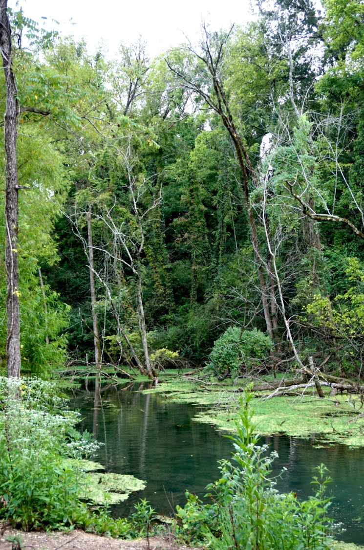 Jigsaw Puzzle | A wetlands park in Tennessee . . | 24 pieces | Jigidi