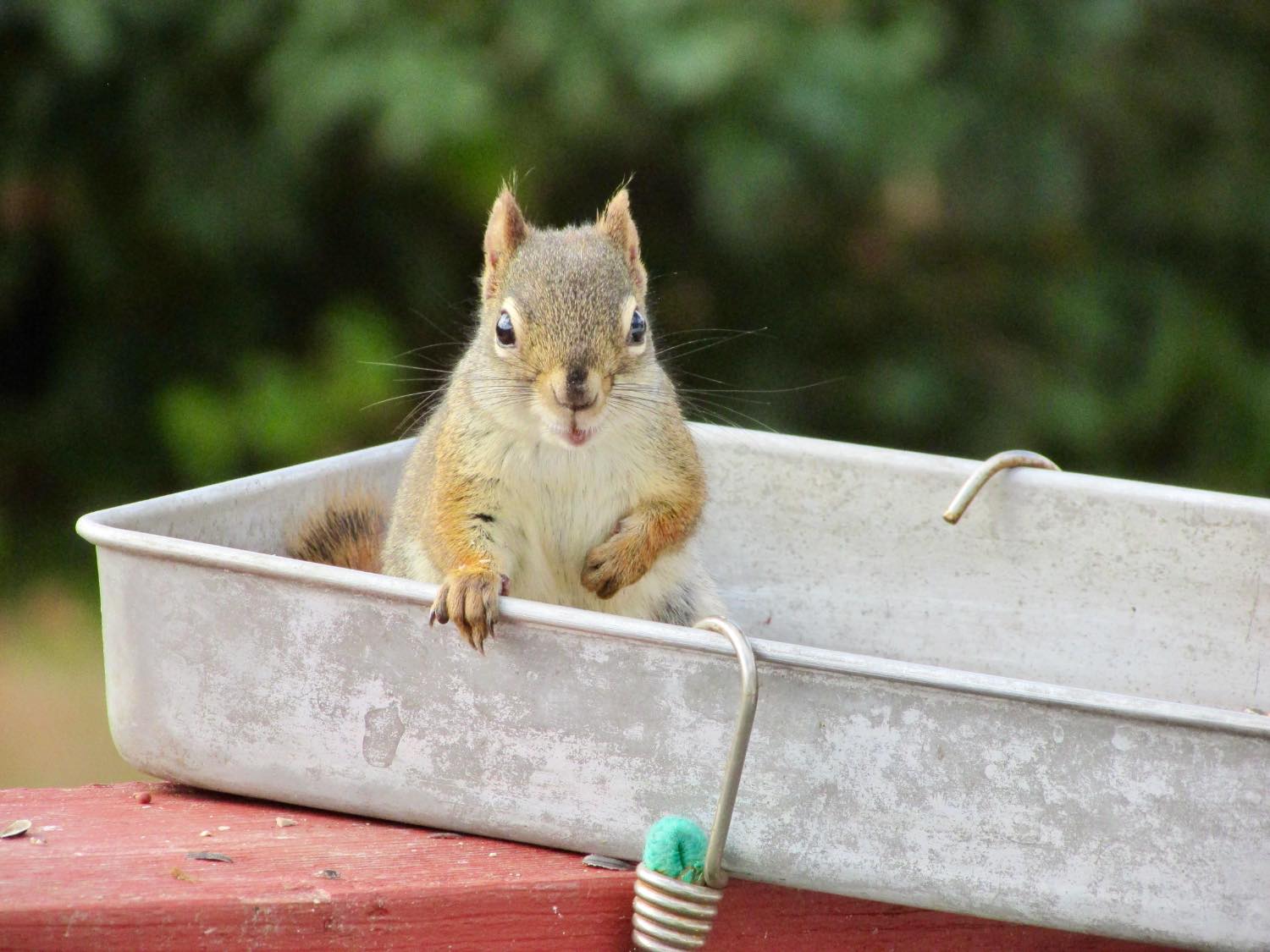 Solve Squirrel in a Cake Pan jigsaw puzzle online with 70 pieces
