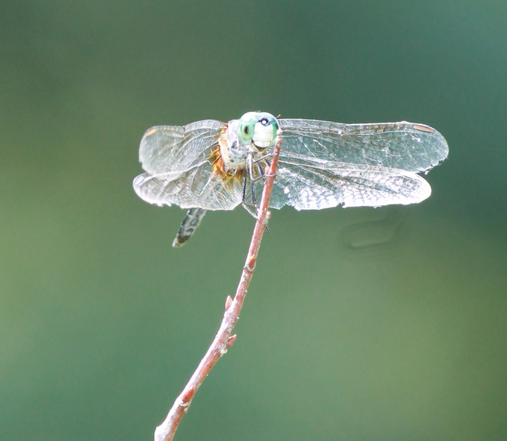 Solve DF Green smiley face2 jigsaw puzzle online with 156 pieces