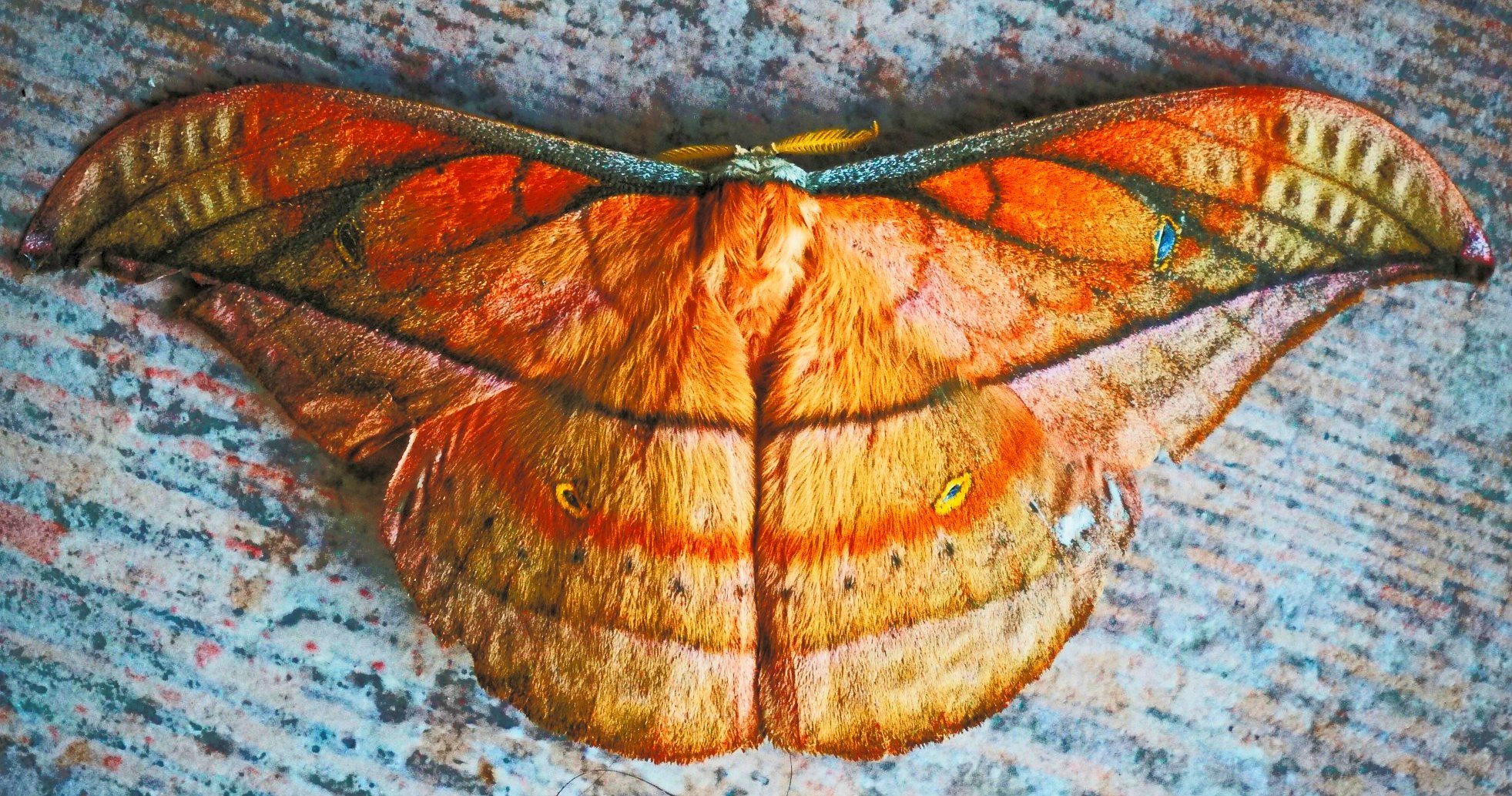 Solve moth jigsaw puzzle online with 72 pieces