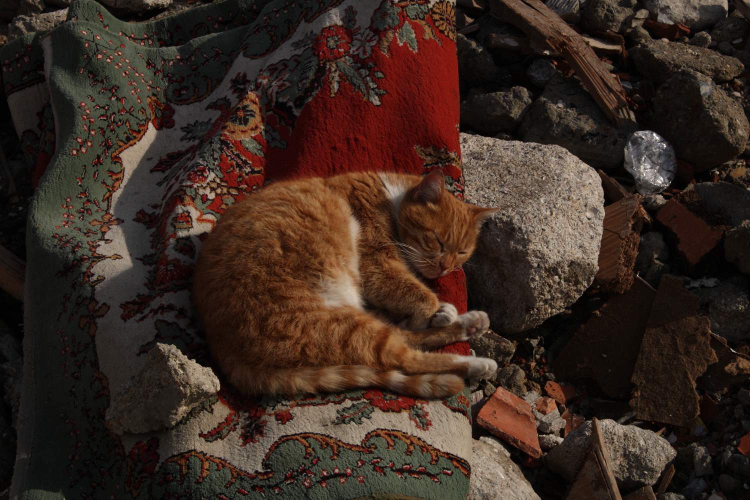 Solve Ginger Stray Cat Finds the Perfect Spot for a Nap at a ...