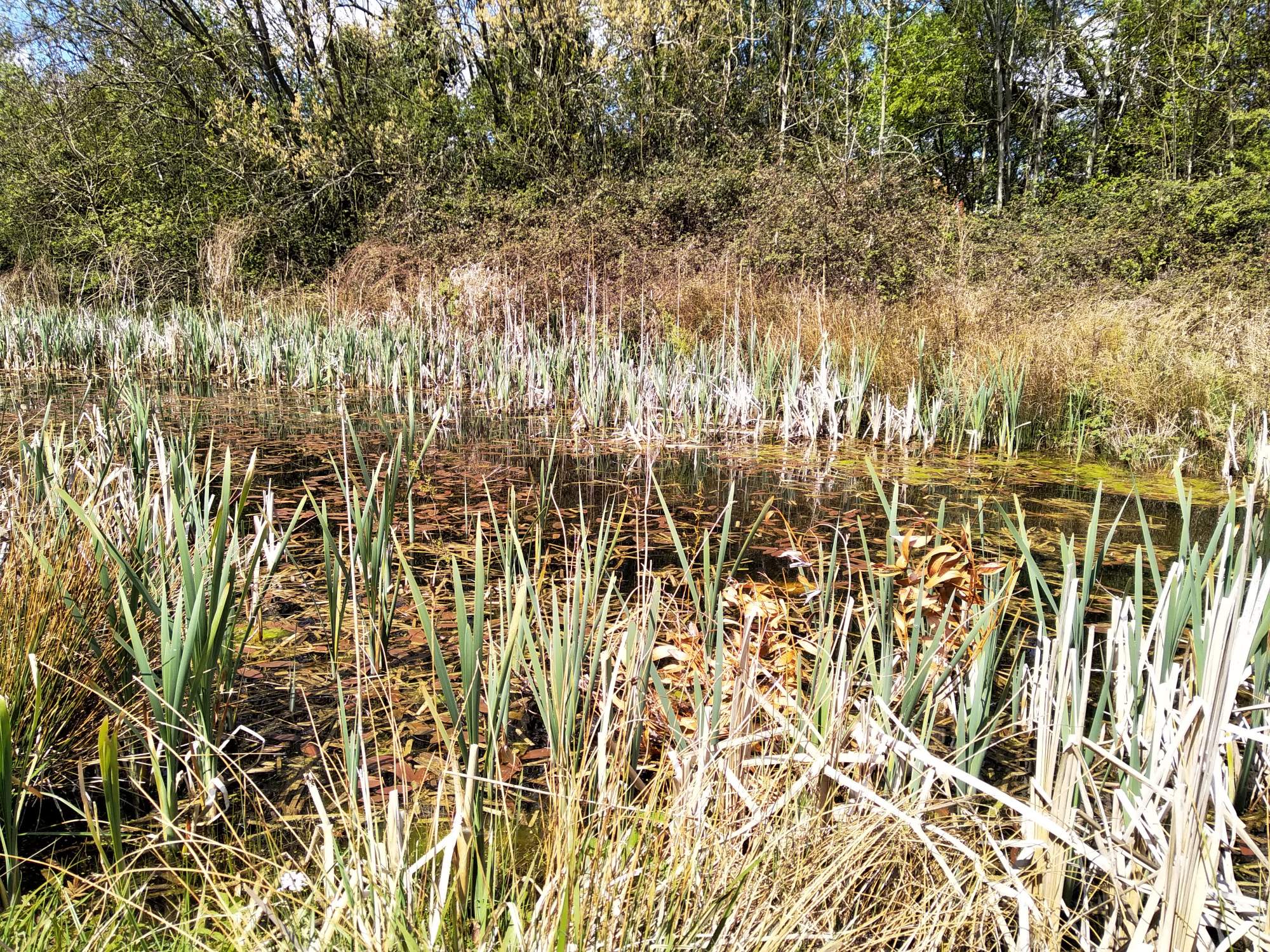 Solve reedy pond jigsaw puzzle online with 252 pieces