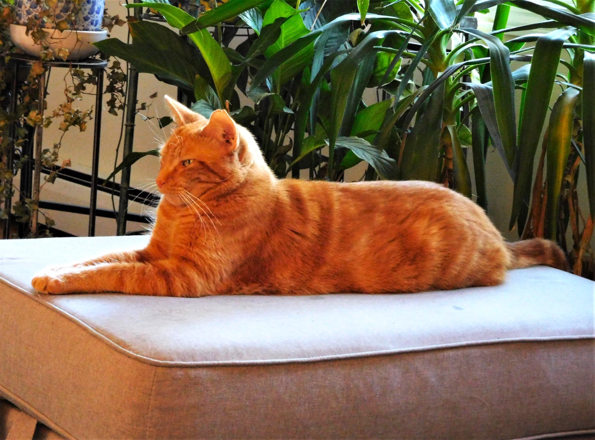 Solve Happy Cat poses jigsaw puzzle online with 70 pieces