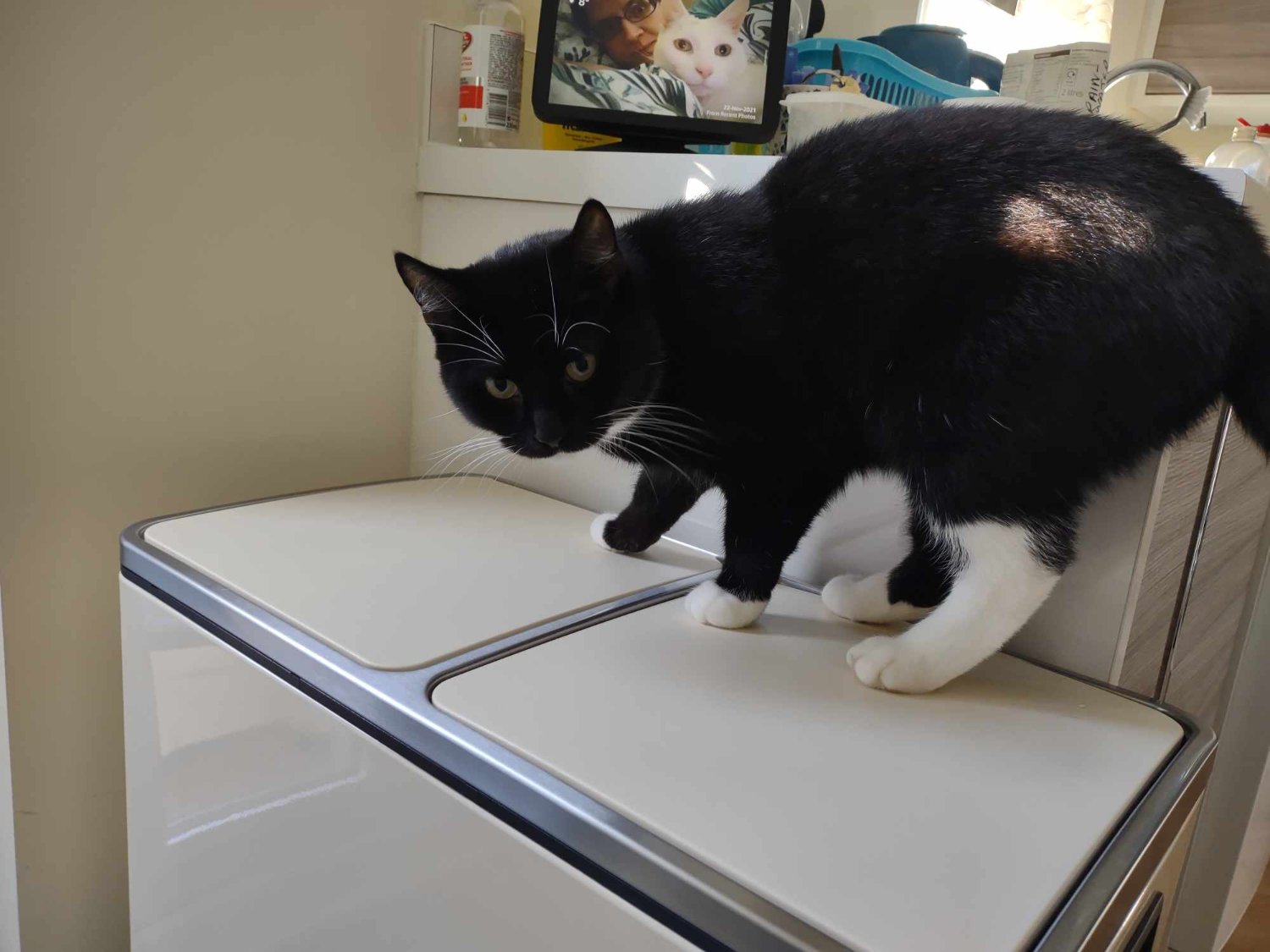 Solve Roxie 271 - I want to get inside this rubbish/trash can jigsaw ...