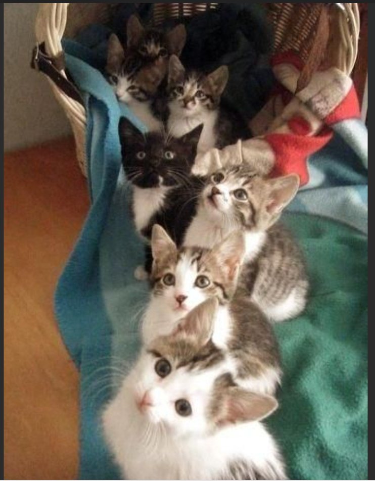 Solve Every Life Should Have Nine Kittens. jigsaw puzzle online with 20 ...