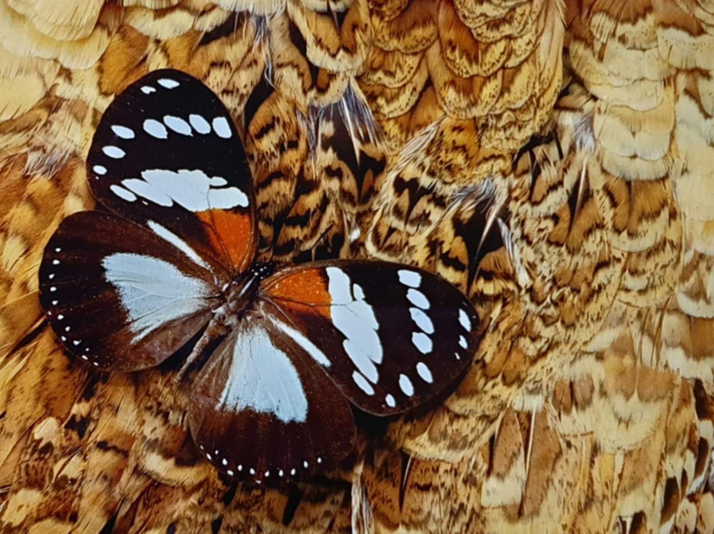 Puzzle | 35 piezas | FOREST QUEEN BUTTERFLY | Jigidi