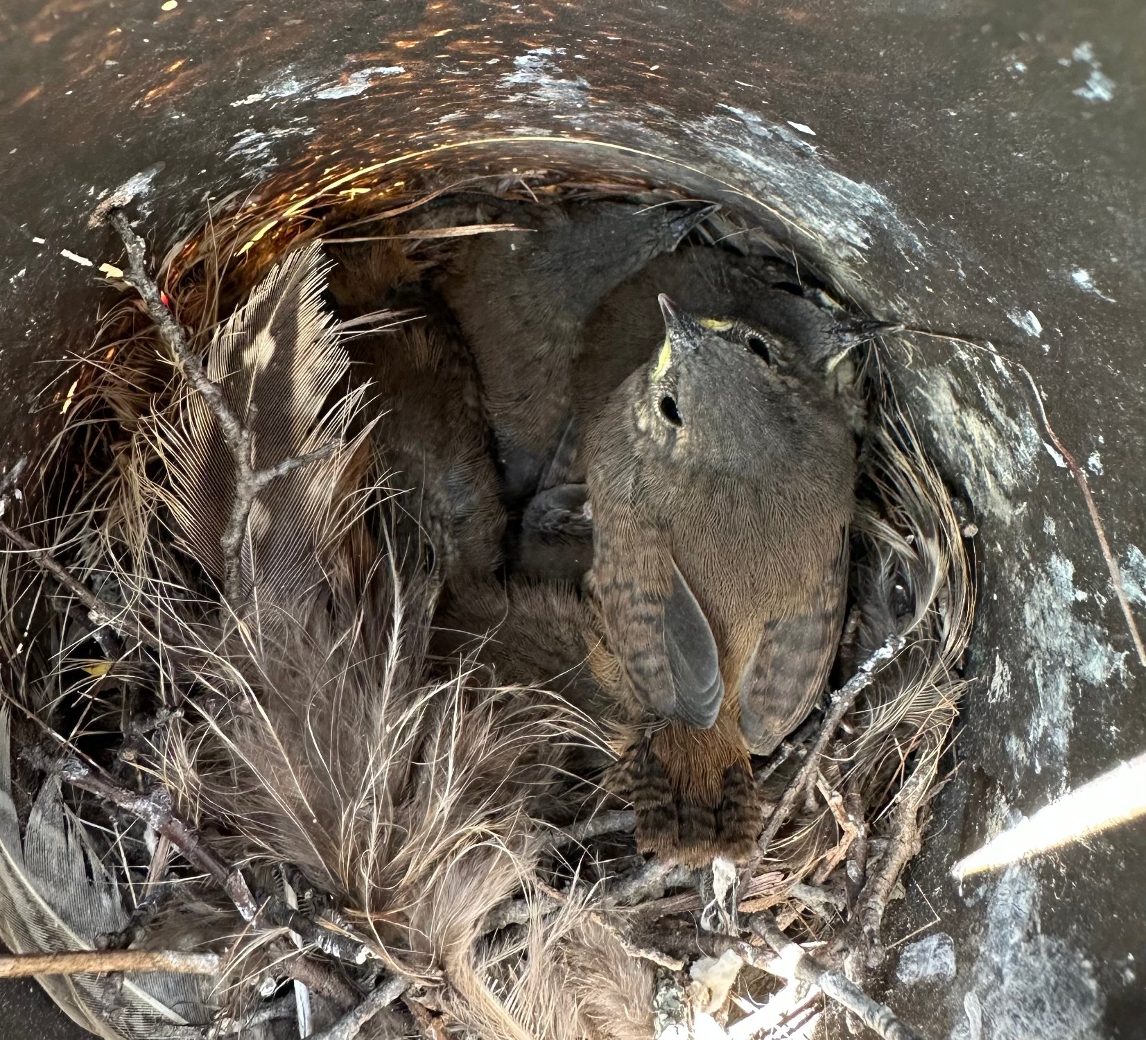 Solve House Wren nestlings jigsaw puzzle online with 90 pieces