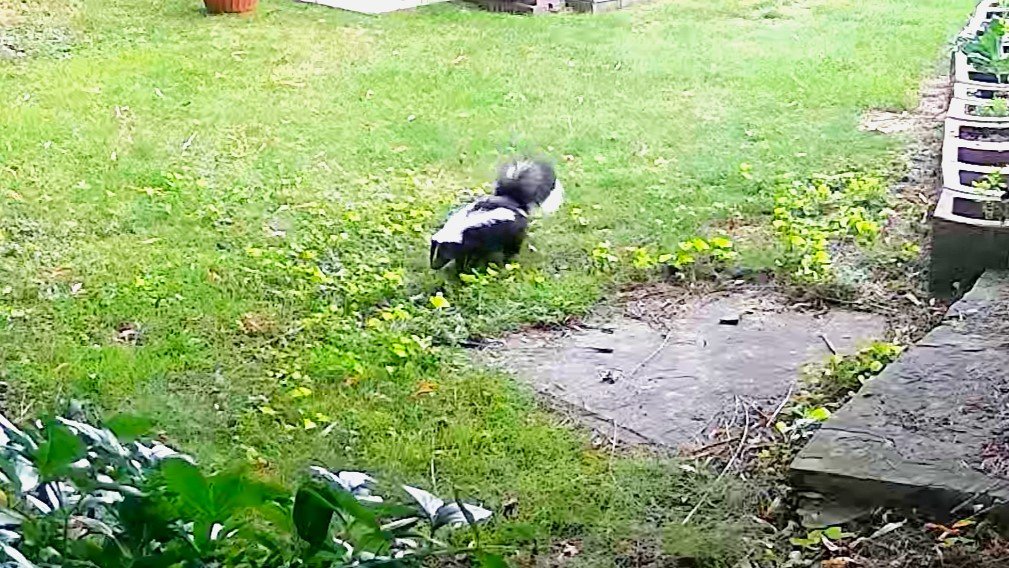 Solve Wishbone the Skunk jigsaw puzzle online with 18 pieces