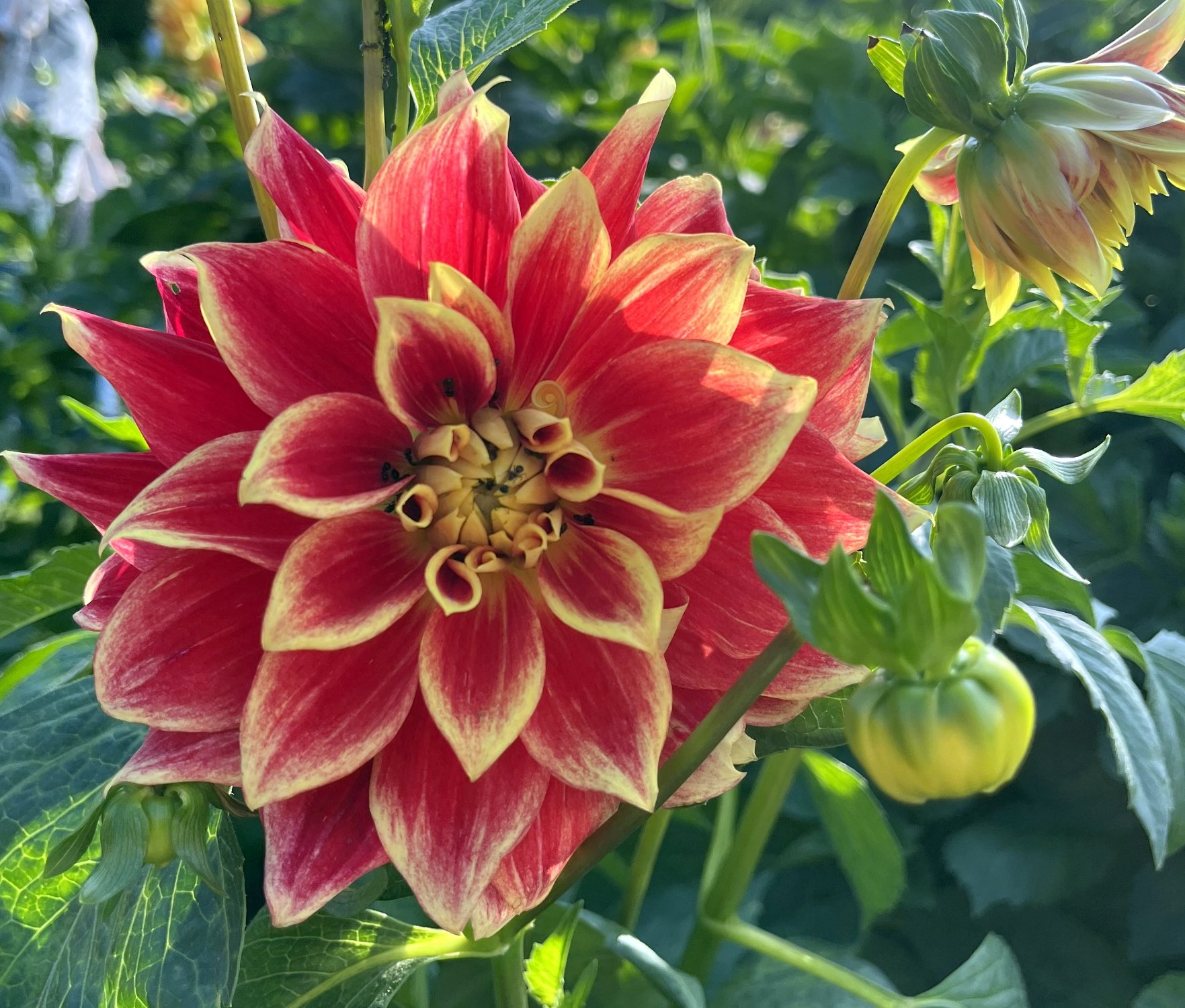 Solve Dahlia jigsaw puzzle online with 224 pieces