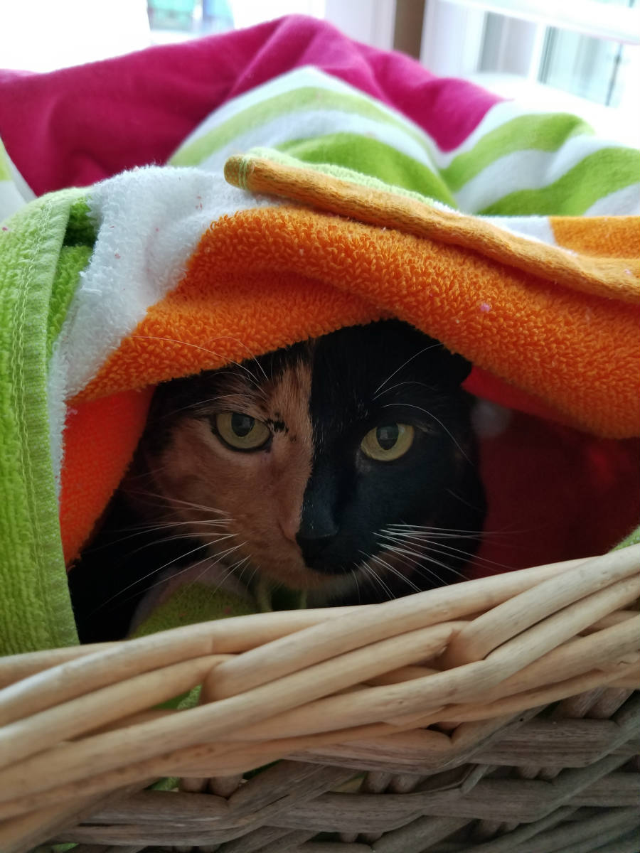 Solve Sugar jigsaw puzzle online with 300 pieces