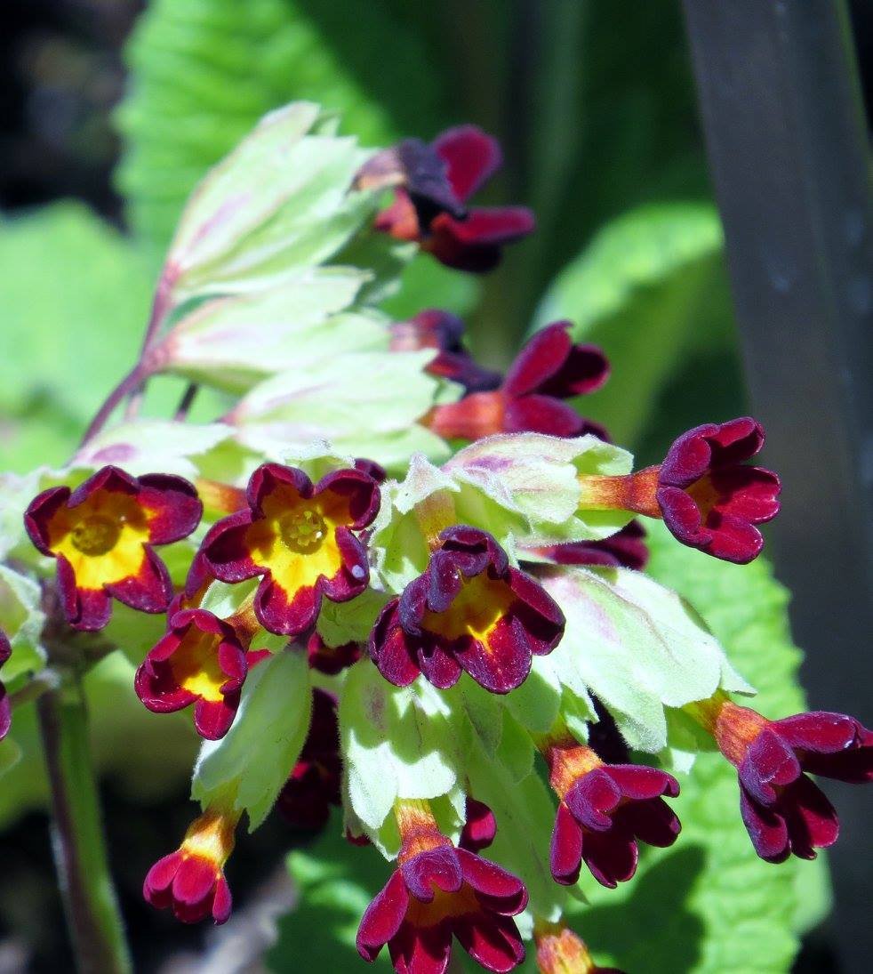 Solve red-flowered cowslip jigsaw puzzle online with 72 pieces