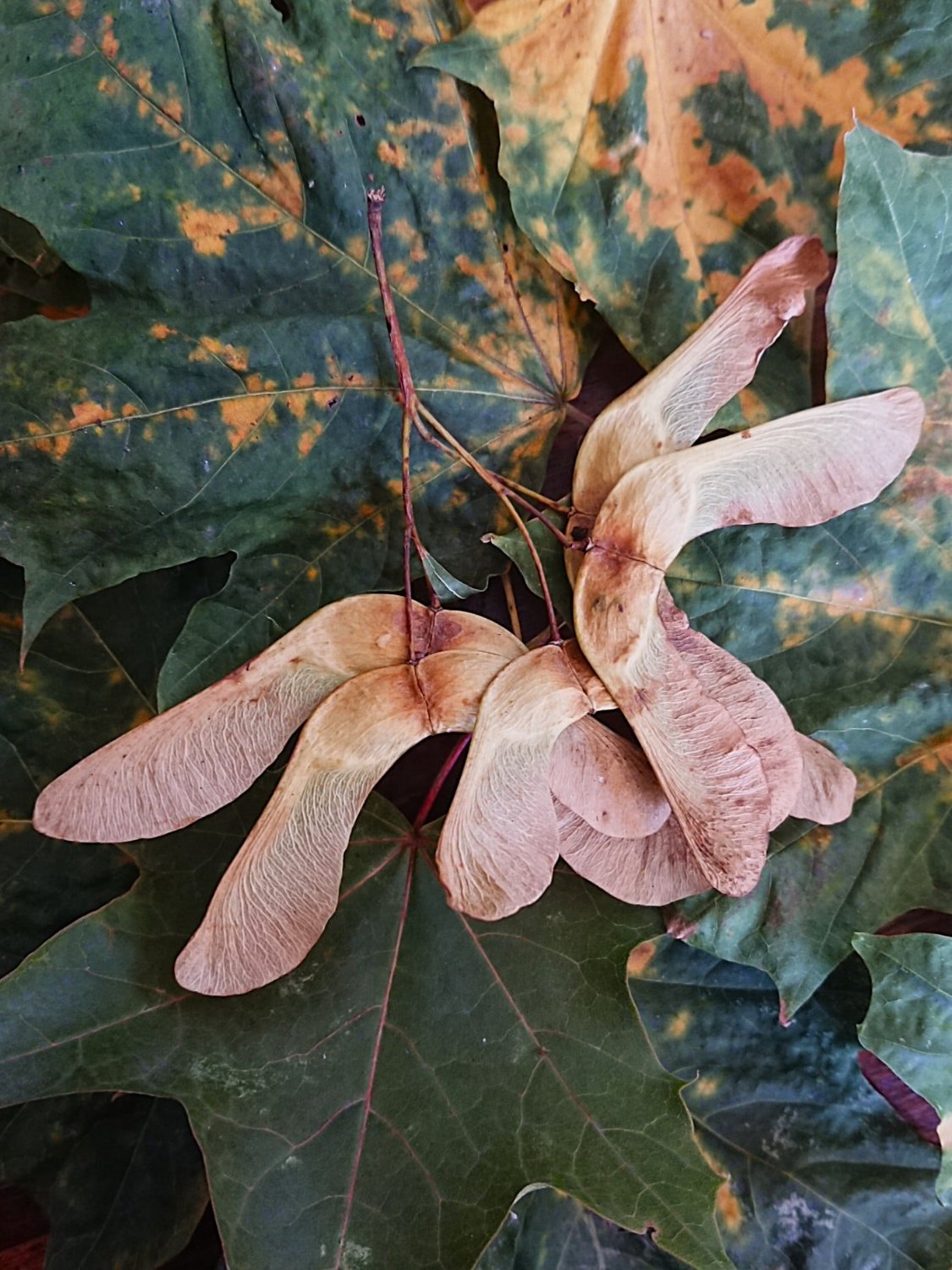 Solve Bunch of sycamore keys jigsaw puzzle online with 48 pieces