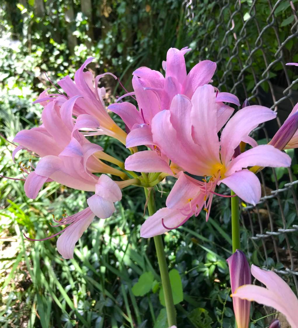 Solve Surprise Lilies (medium) jigsaw puzzle online with 72 pieces