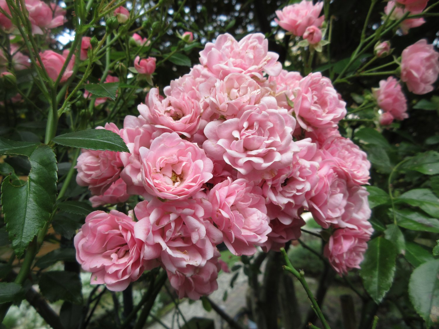 Solve Cascade Rose jigsaw puzzle online with 35 pieces