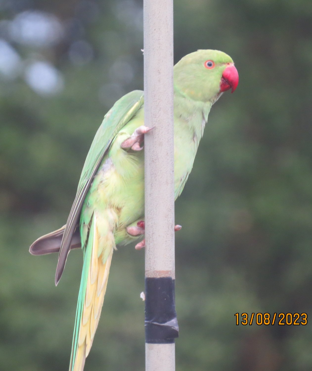 Solve The pole Dancing Parakeet. jigsaw puzzle online with 72 pieces