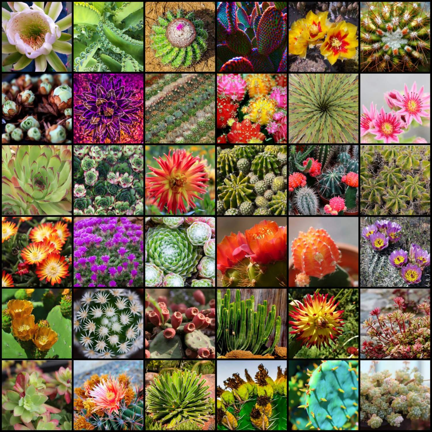 Solve Cacti 4 jigsaw puzzle online with 289 pieces