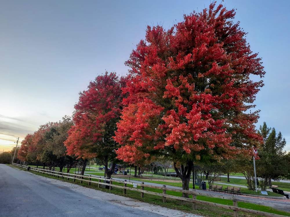 Solve Fall colors in Springfield, Missouri jigsaw puzzle online with 12 ...