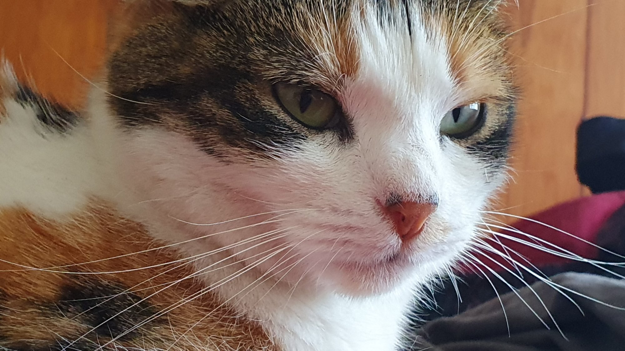 Solve Freya jigsaw puzzle online with 91 pieces