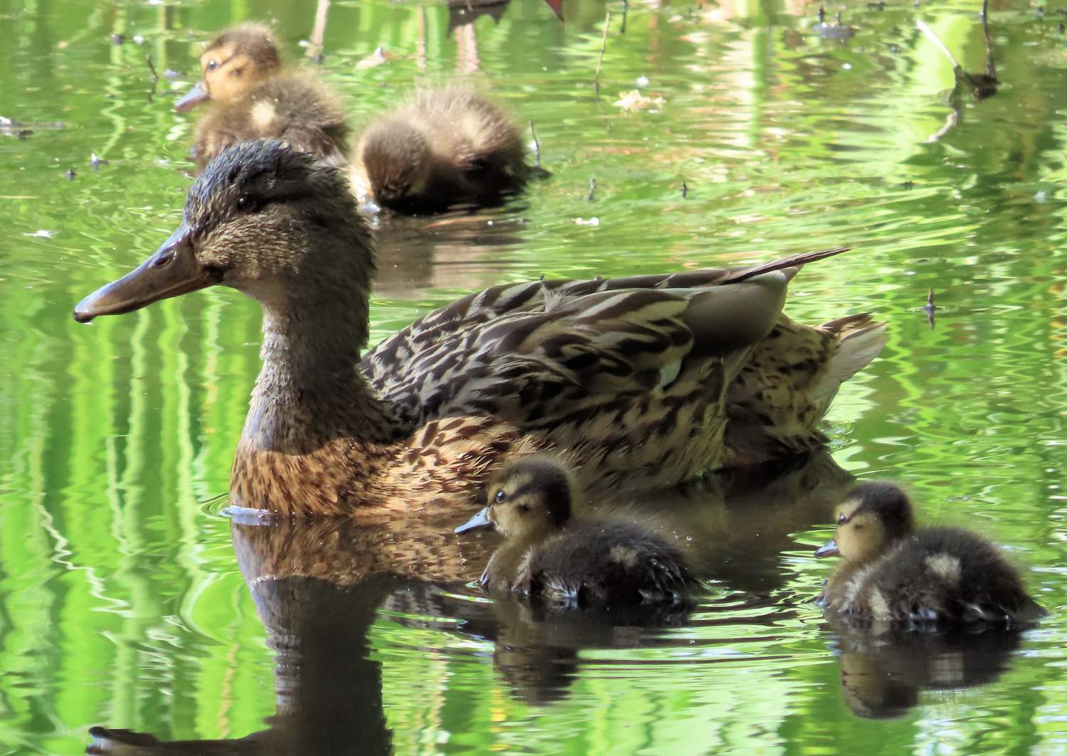 Jigsaw Puzzle | mallard mom with four ducklings | 54 pieces | Jigidi