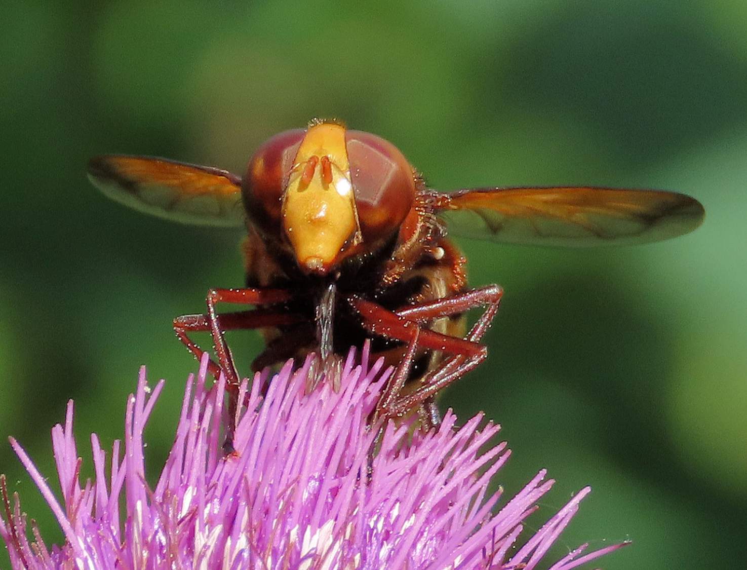 Solve frontal view of a hornet mimic hoverfly (voorkant van stadsreus ...
