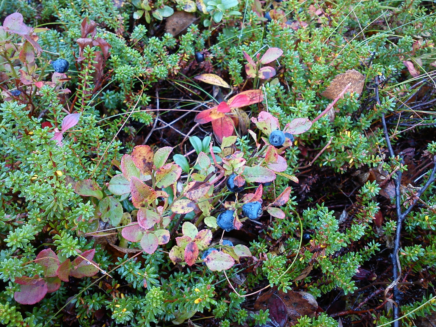 Solve blueberry jigsaw puzzle online with 165 pieces