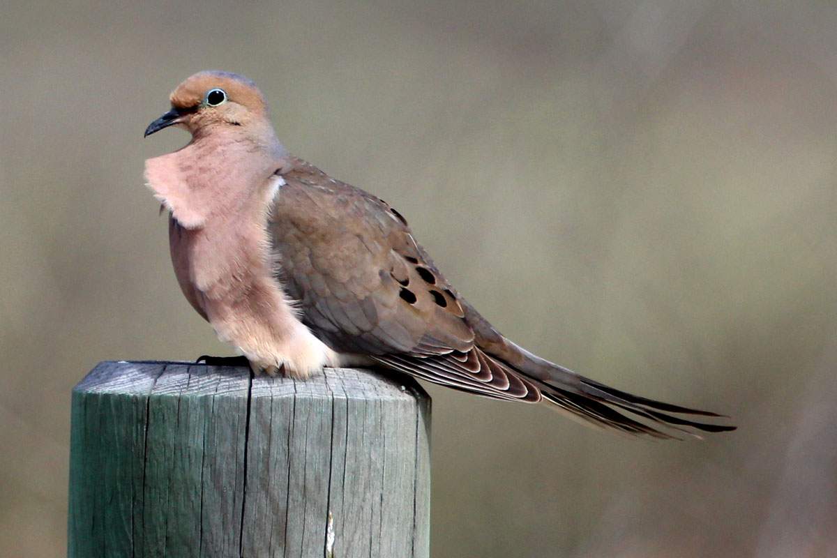 Solve Mourning Dove, Dust Devil Nature Trail, San Diego, California ...