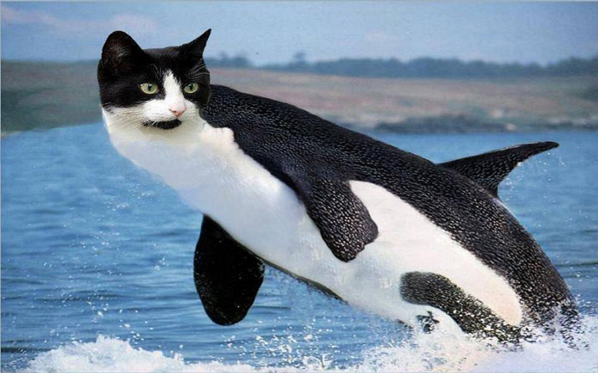 Solve killer whale cat jigsaw puzzle online with 40 pieces