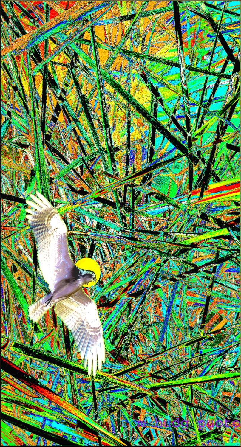 Solve jigidi 230520 chromatized reeds 2 jigsaw puzzle online with 153 ...