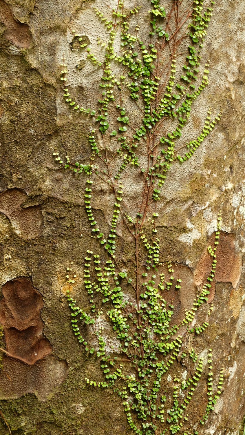 Solve Treetrunk jigsaw puzzle online with 594 pieces
