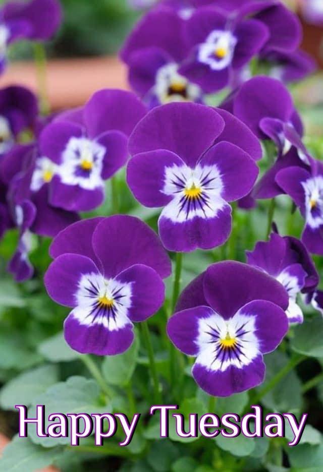 Solve Good Morning - Happy Tuesday! jigsaw puzzle online with 70 pieces