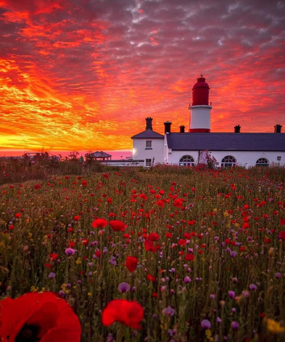 Solve Poppies at Souter Lighthouse, South Shields, during a fabulous ...