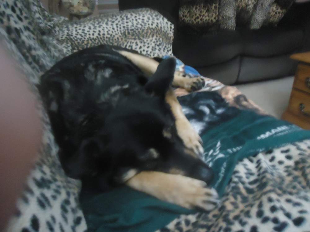 Puzzle | 12 pièces | Bishka, RIP, we love you | Jigidi