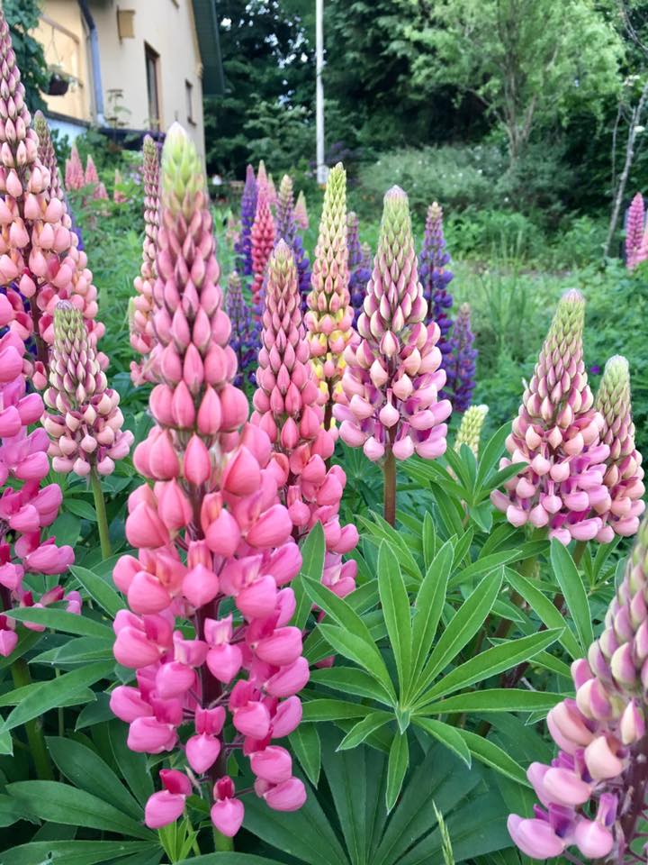 Solve Lupiner i haven jigsaw puzzle online with 108 pieces