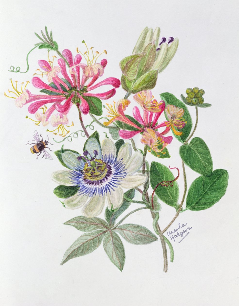 Solve Ursula Hodgson - Honeysuckle and Passion flower jigsaw puzzle ...