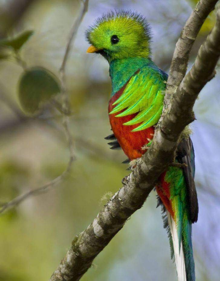 Solve 3/15/23: This little guy is called a Quetzal and they're going ...