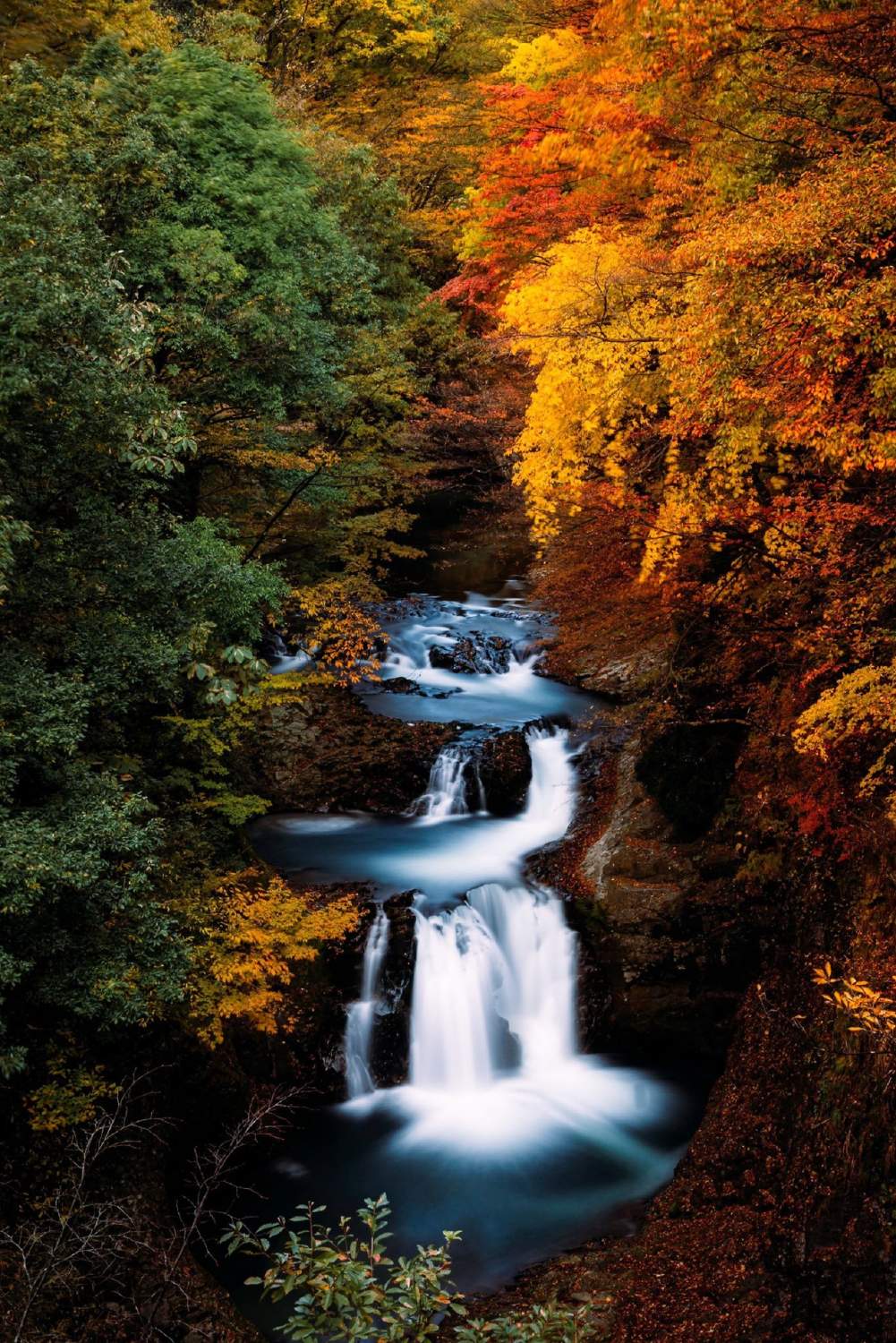 Solve The Valdivian temperate forests , in Chile and extending into ...