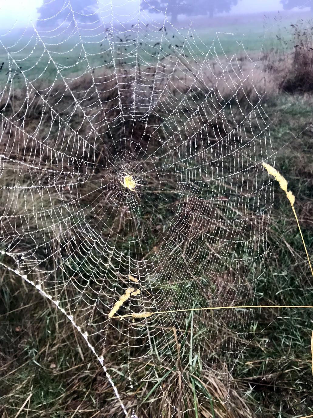 Solve Mistied Spider Web jigsaw puzzle online with 99 pieces