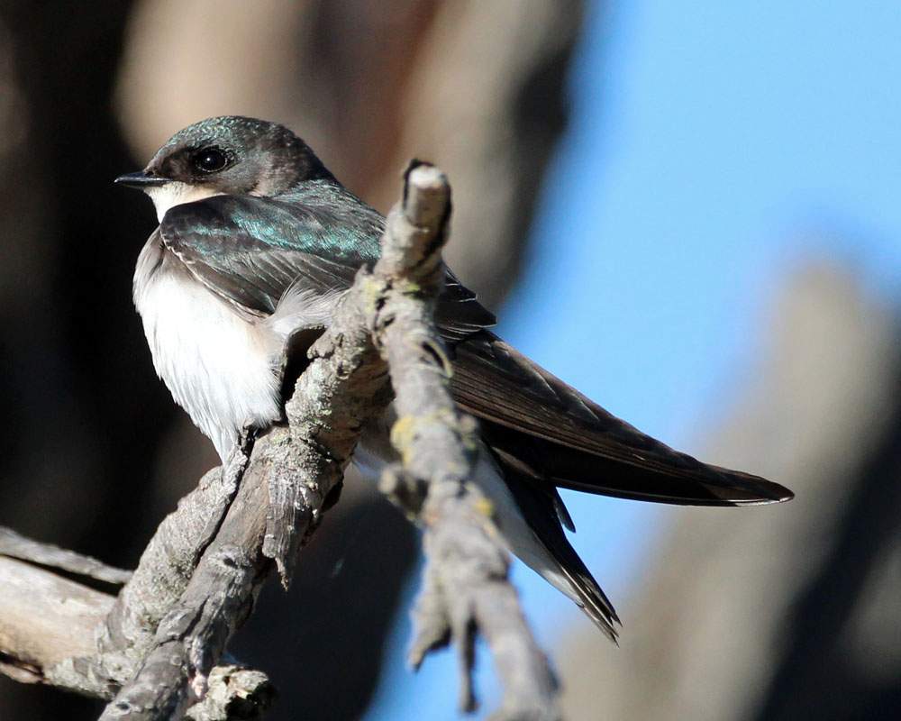Solve Tree Swallow Female, Horse Park Trail, Del Mar, California jigsaw ...
