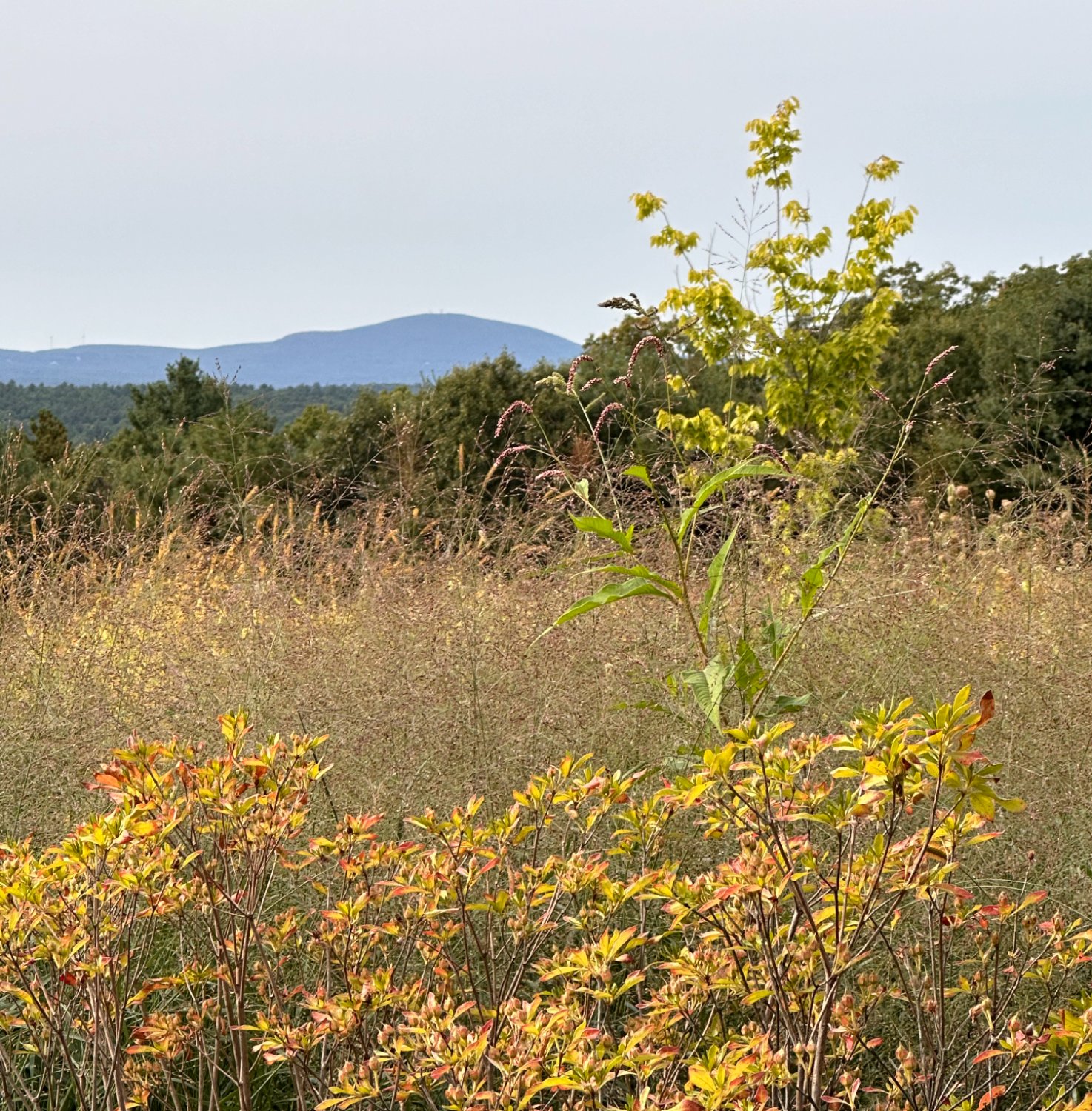 Solve Looking toward Mt. Wachusett jigsaw puzzle online with 121 pieces