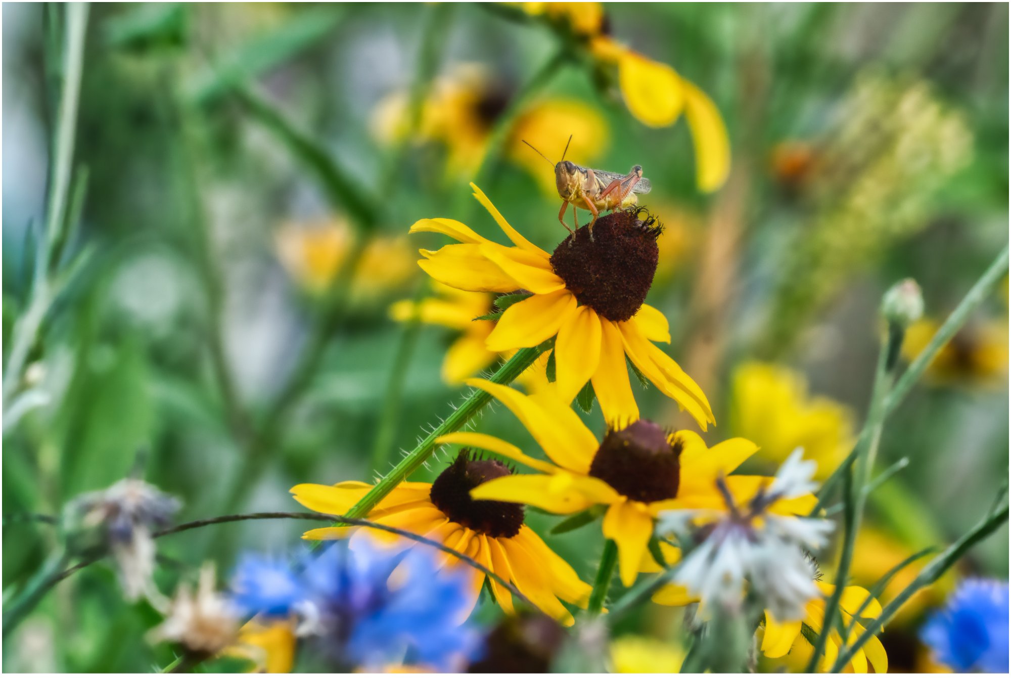 Solve The Grasshopper Stare jigsaw puzzle online with 294 pieces