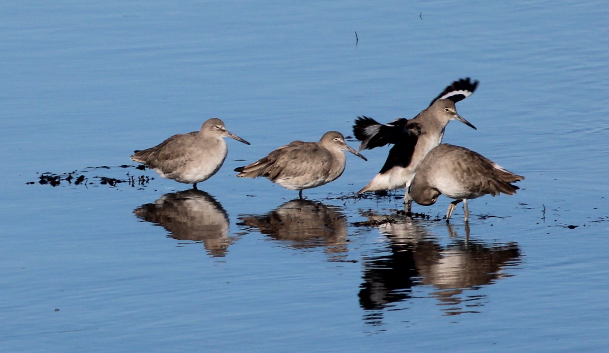 Solve Willets, Robb Field, Ocean Beach (San Diego), California jigsaw ...