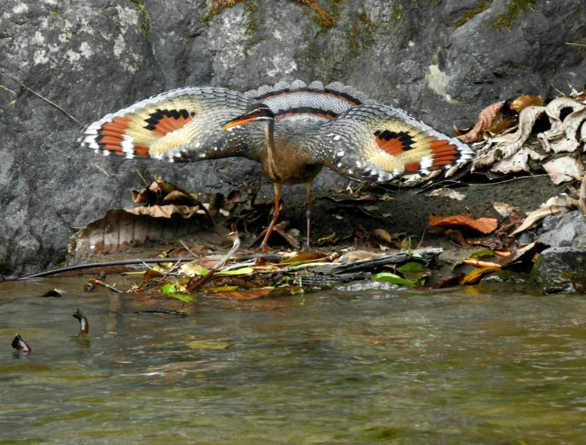Solve Sun Bittern in Costa Rica jigsaw puzzle online with 20 pieces