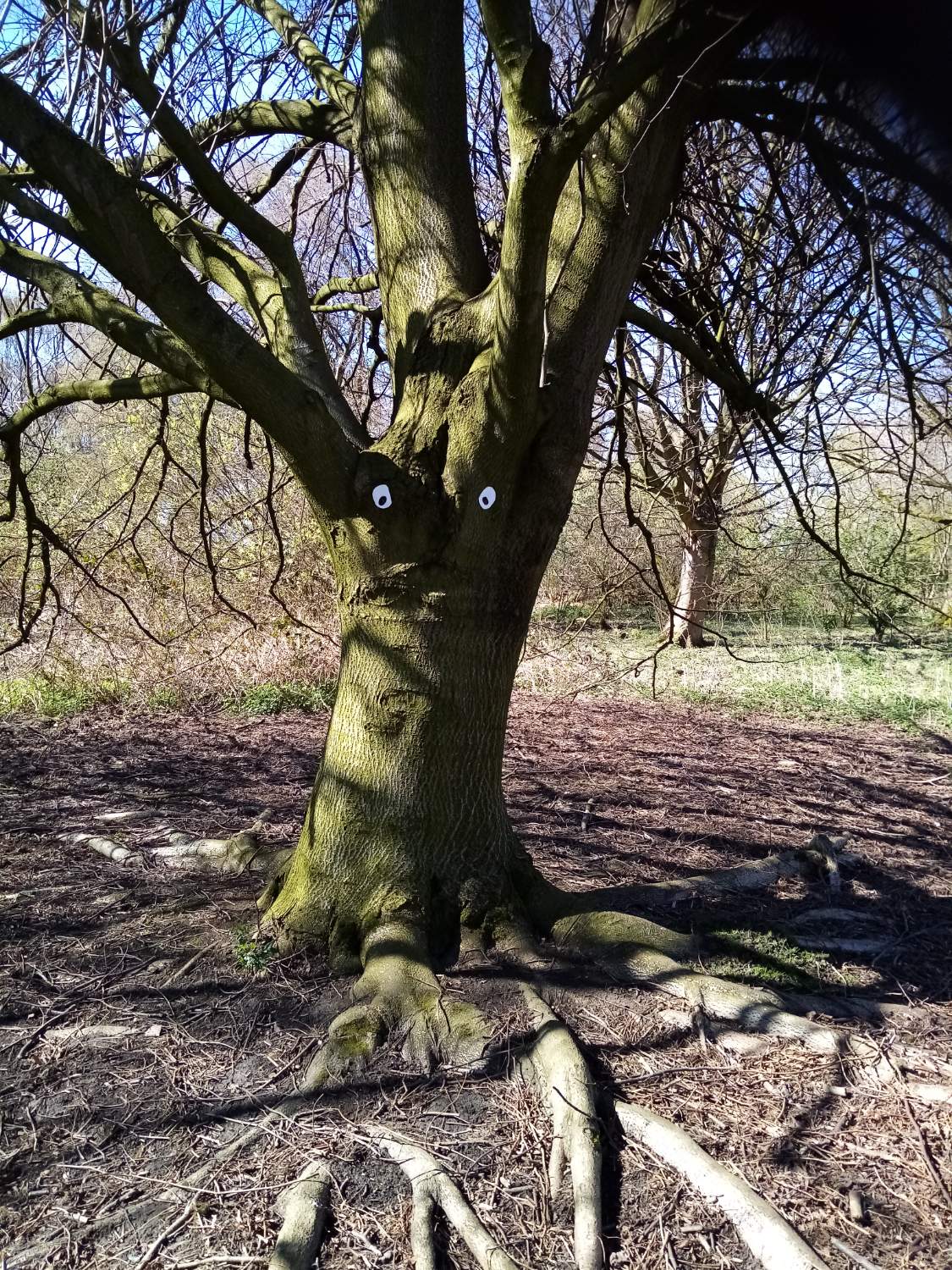 Solve Mr Tree. jigsaw puzzle online with 130 pieces