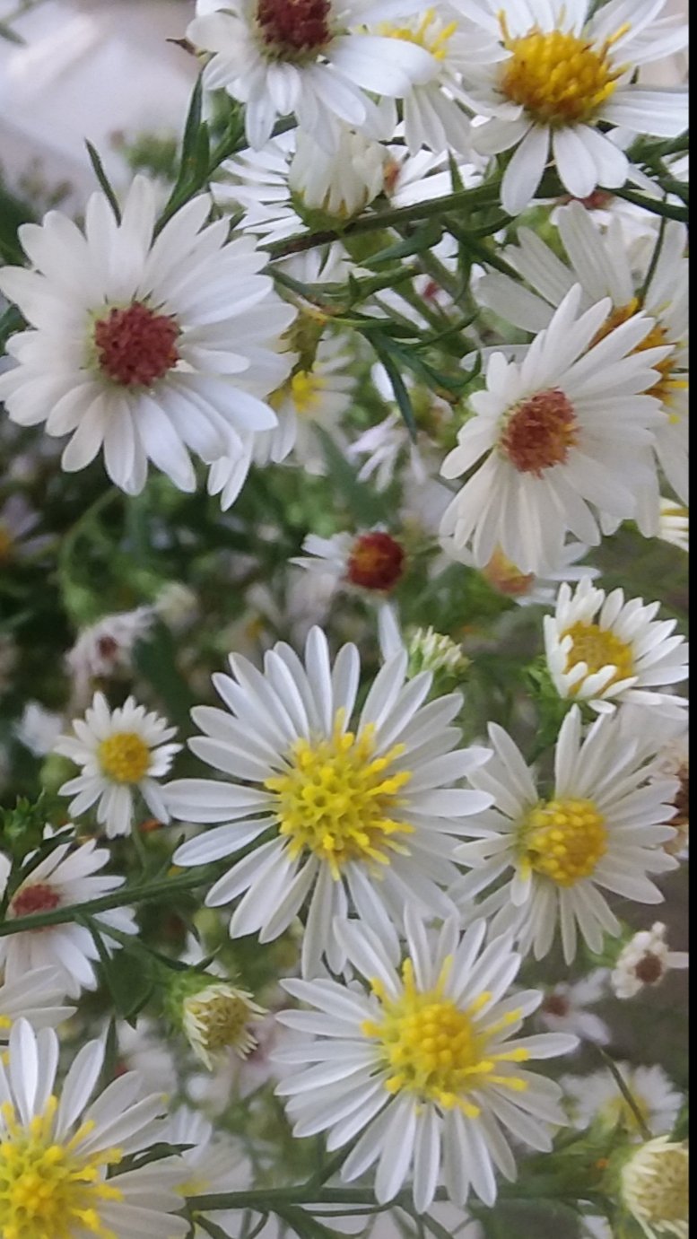 Solve Frost asters and calico asters jigsaw puzzle online with 84 pieces