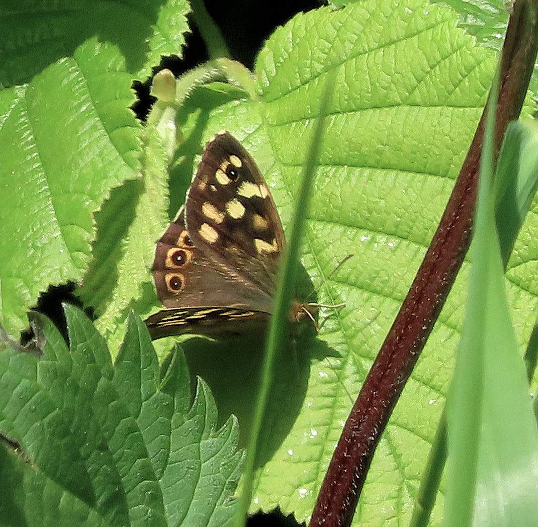 Solve speckled wood (bont zandoogje) jigsaw puzzle online with 49 pieces