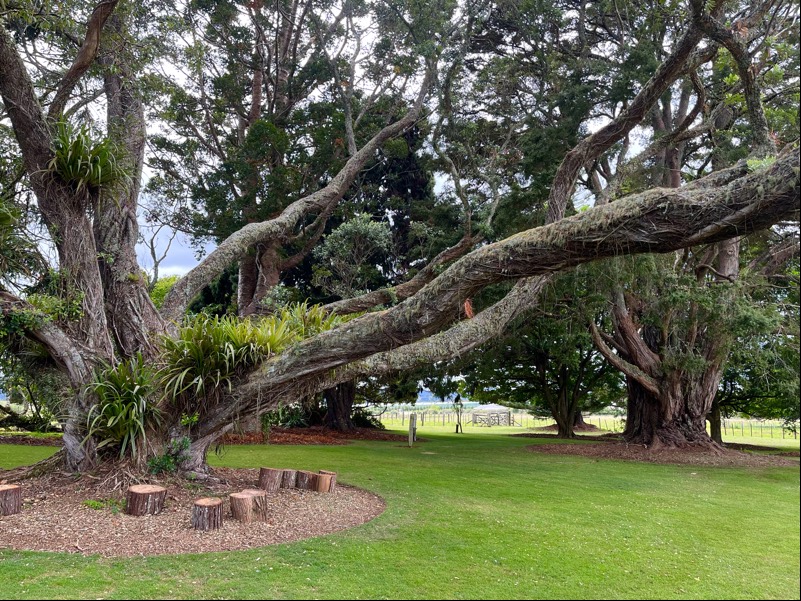 Solve A grand old tree jigsaw puzzle online with 12 pieces